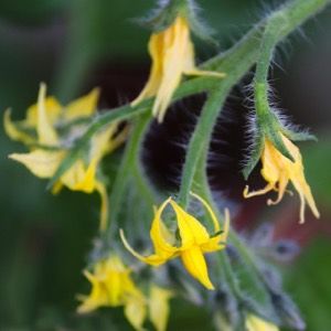 Tomato Flowers Falling Off