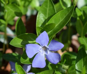 Exploring the Beauty and Versatility of Periwinkle in Your Garden