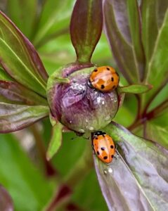 Ladybugs for Sale: Is It Worth It?