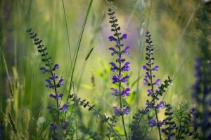 The Best Drought-Tolerant Plants for Your Low-Water Garden