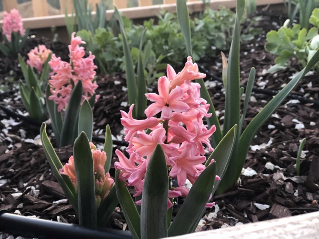 Growing Guide for Hyacinths: Cultivate Fragrant Spring Blooms