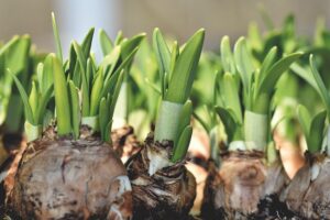 Layering Flower Bulbs - The Lasagna Method for a Blooming Garden