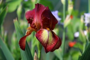 How to Grow Iris Plants - A Complete Guide